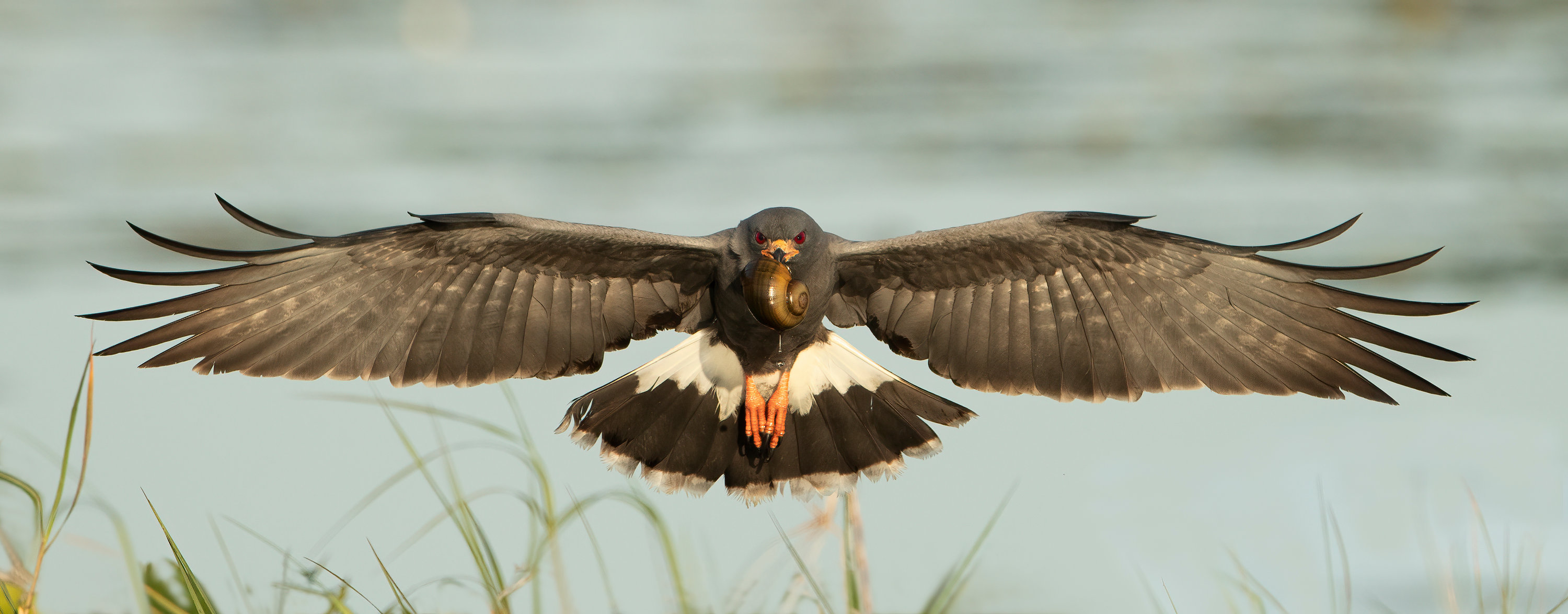 Snail Kites - Whistling Wings Photography
