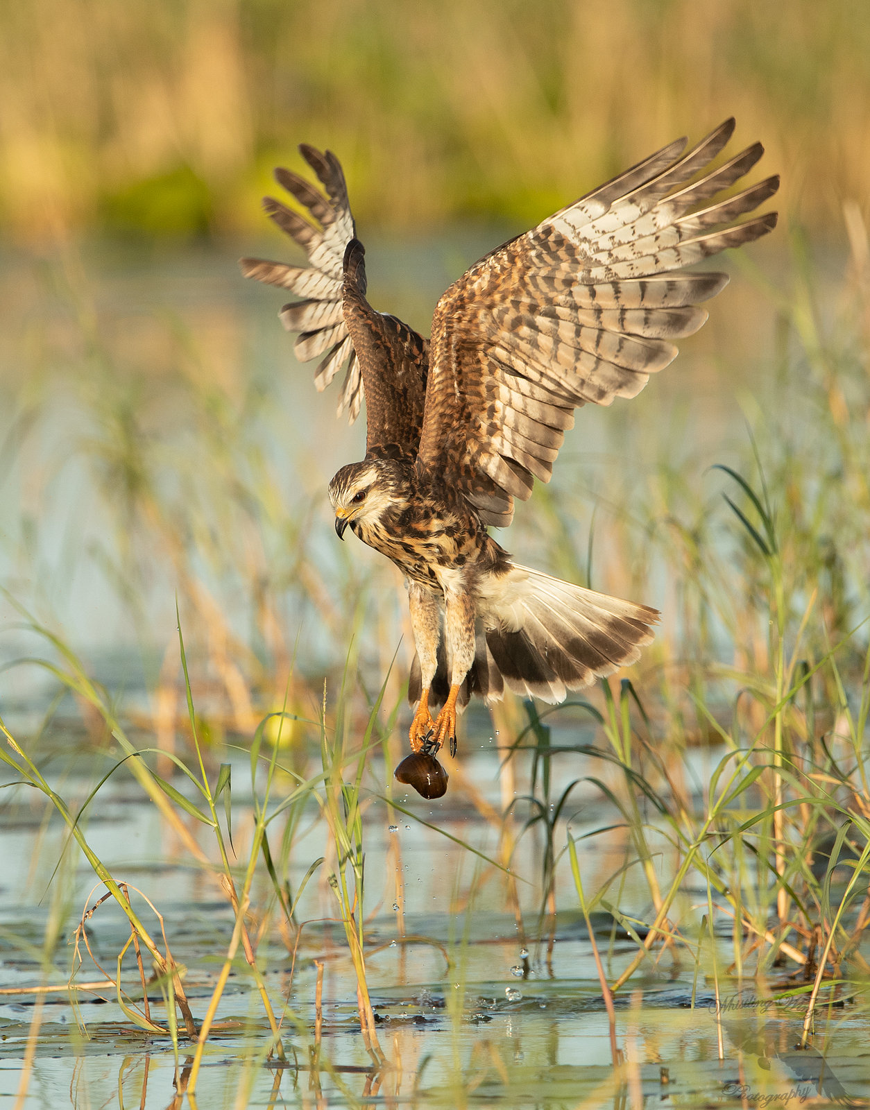 Snail Kites - Whistling Wings Photography