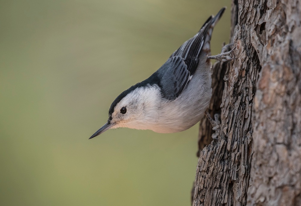 White breasted nuthatch - Jim Zuckerman photography & photo tours