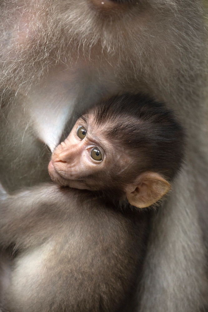 Long tailed macaque baby - Jim Zuckerman photography & photo tours
