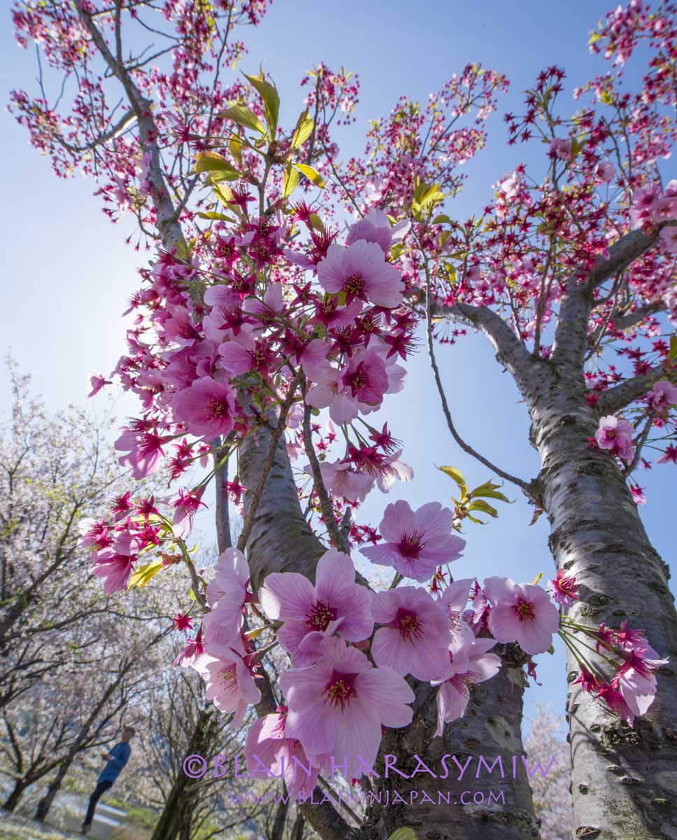 Spring In Japan - Blain Harasymiw Photography