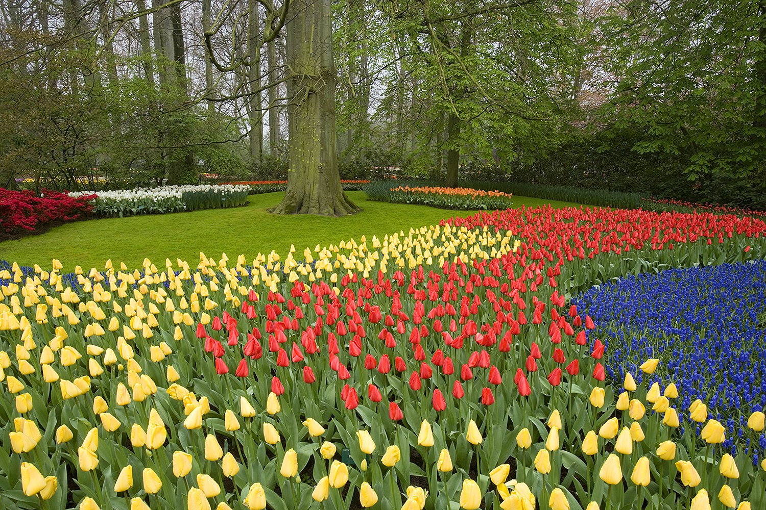 Keukenhof Gardens - Jim Zuckerman photography & photo tours