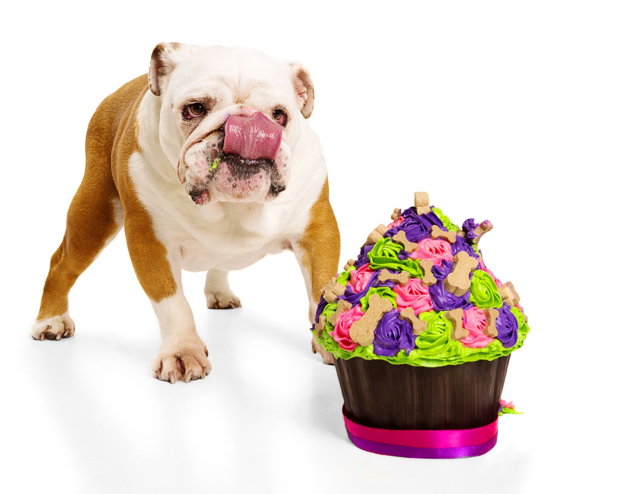 Smash Cake Photoshoot for Dogs Melbourne | Ella + Friends