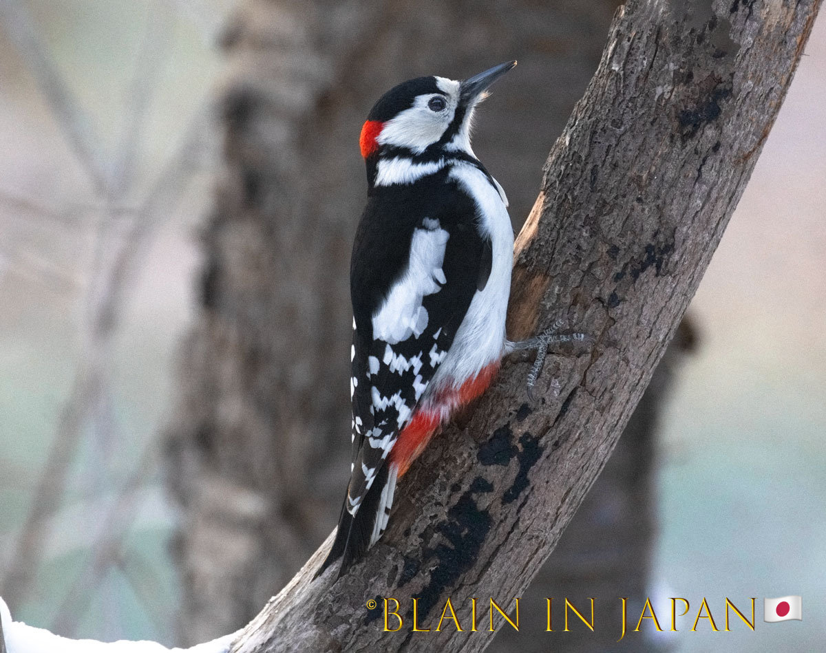 Species of Hokkaido - Birding Paradise - JAPAN DREAMSCAPES