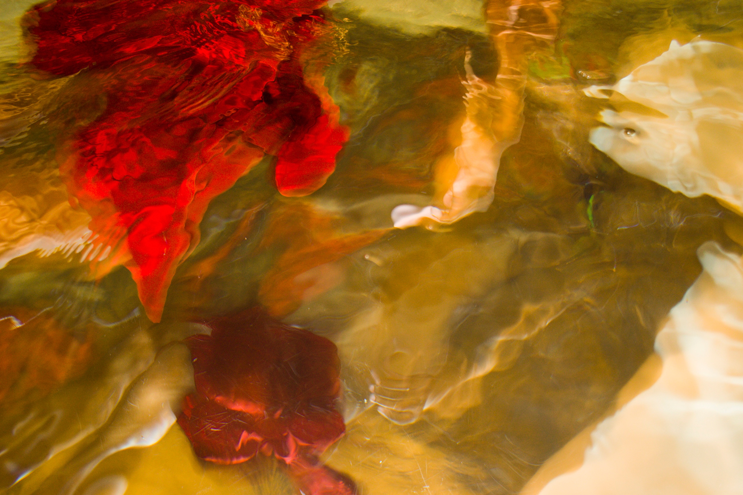 WATER PORTRAITS - animage Photography