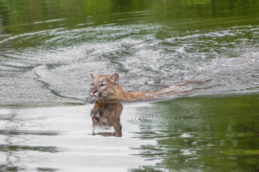 Fast shutter speeds - Jim Zuckerman photography & photo tours