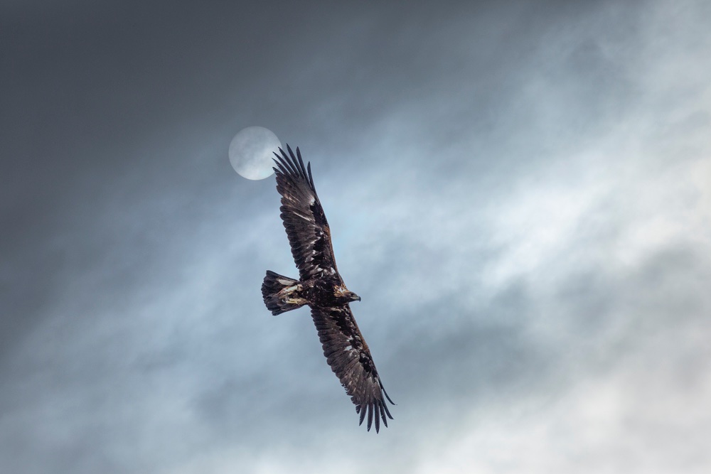 Golden eagle in flight - Jim Zuckerman photography & photo tours