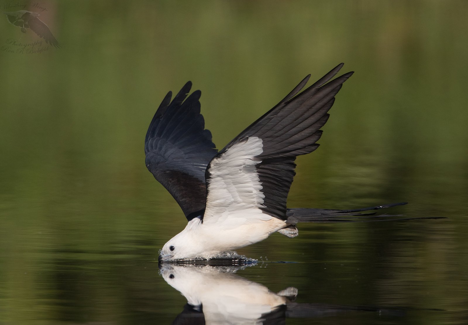 Raptors - Whistling Wings Photography