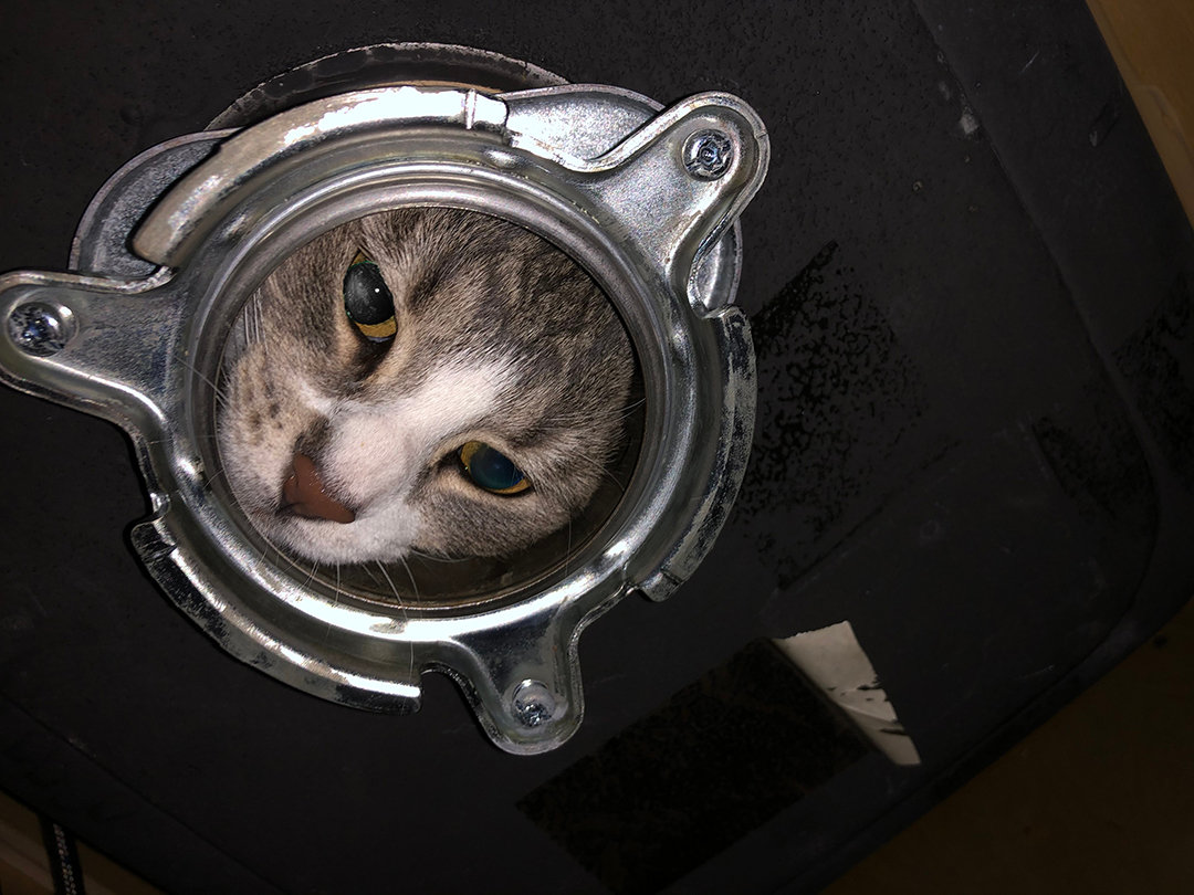 Funny Cat Tricks Jim Zuckerman Photography Photo Tours