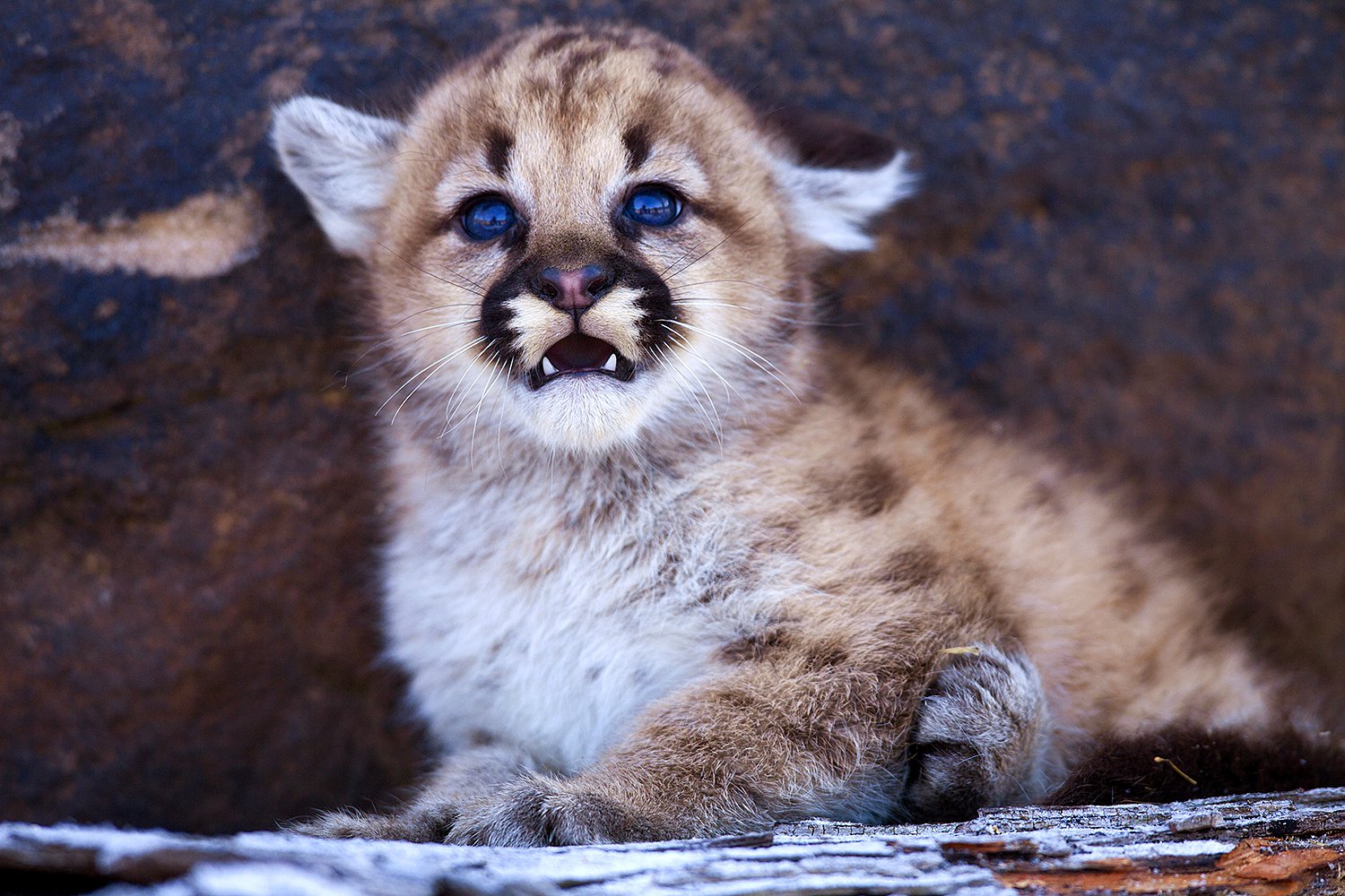 North American Wildlife - Jim Zuckerman photography & photo tours