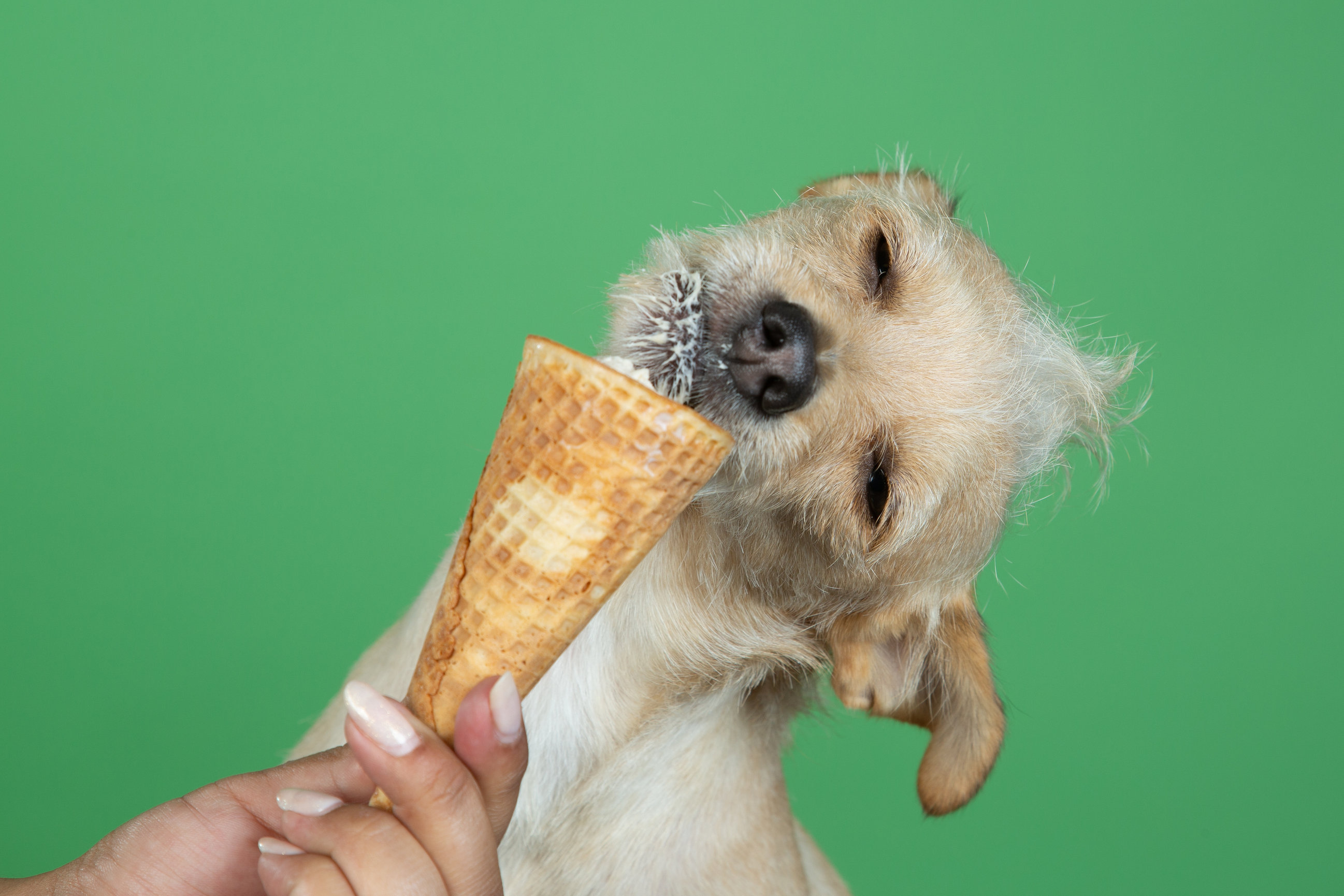 DOGS VS ICE CREAM - Los Angeles Pet Photography of Diana Lundin