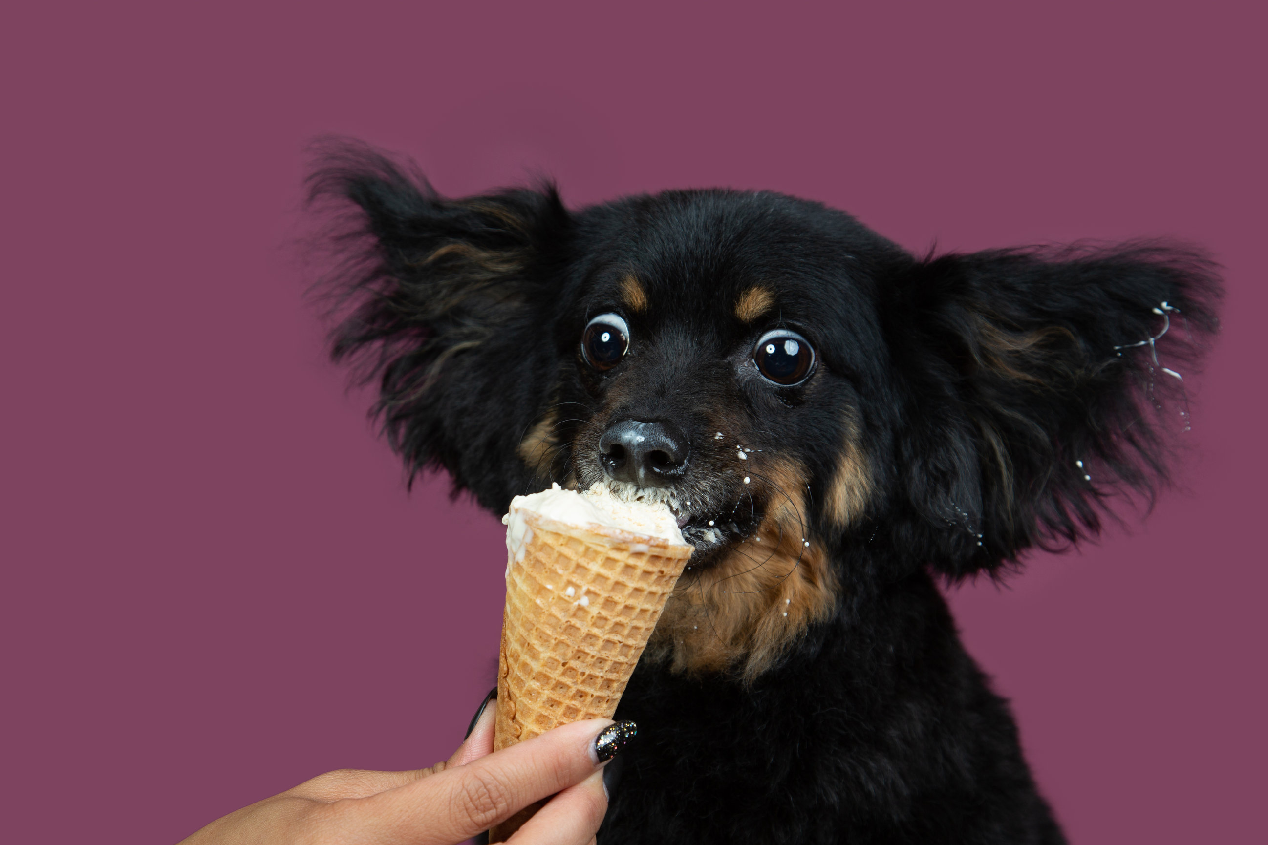 DOGS VS ICE CREAM - Los Angeles Pet Photography of Diana Lundin