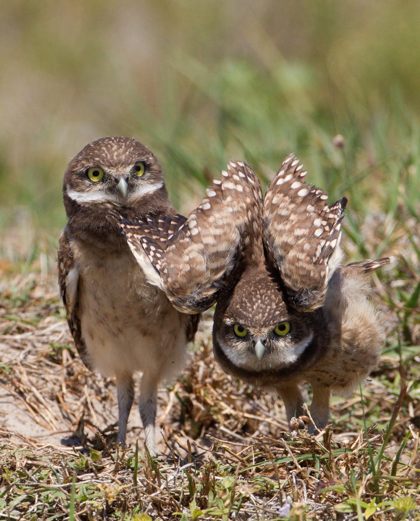 Burrowing Owls - Whistling Wings Photography