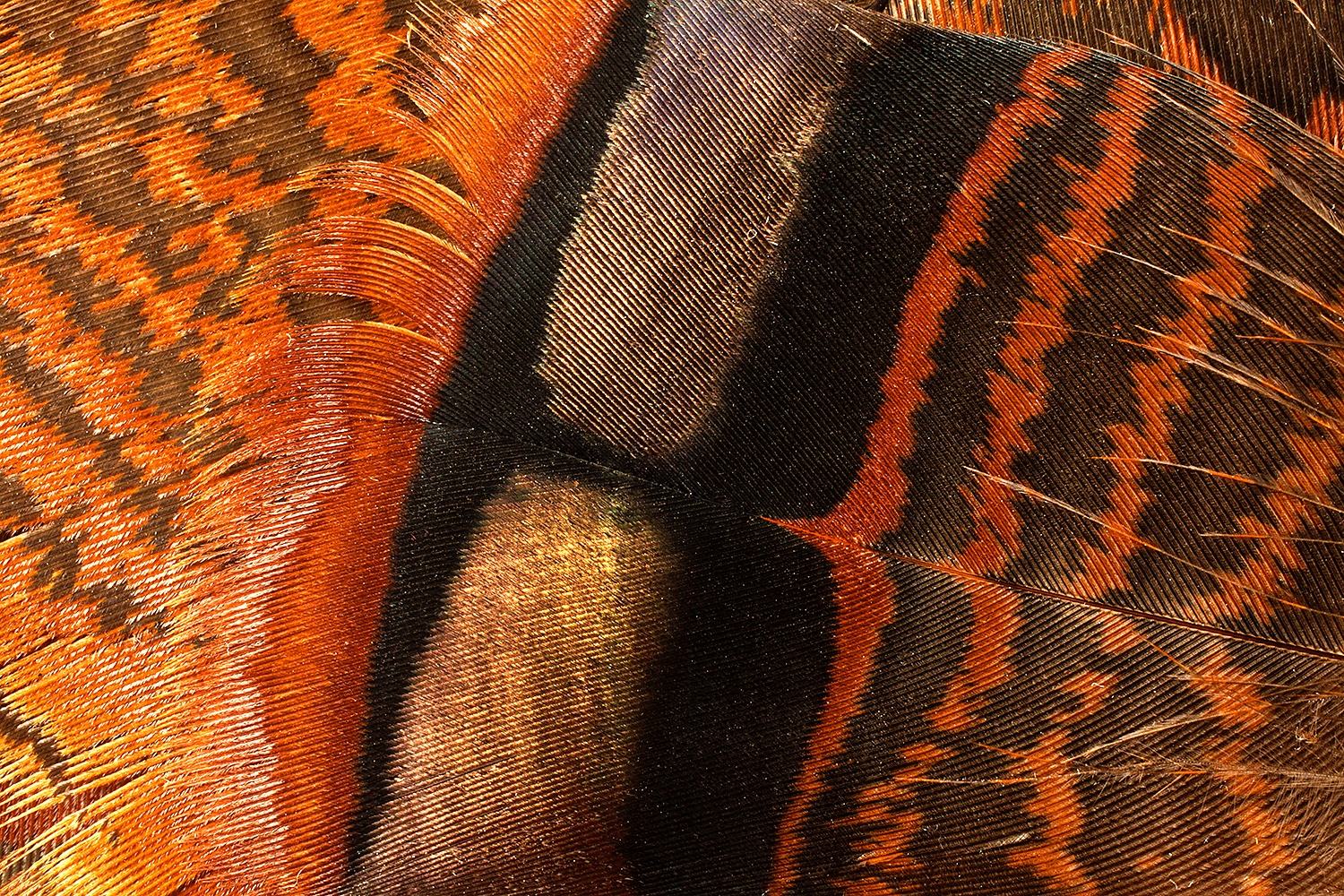 Patterns of Nature - Jim Zuckerman photography & photo tours