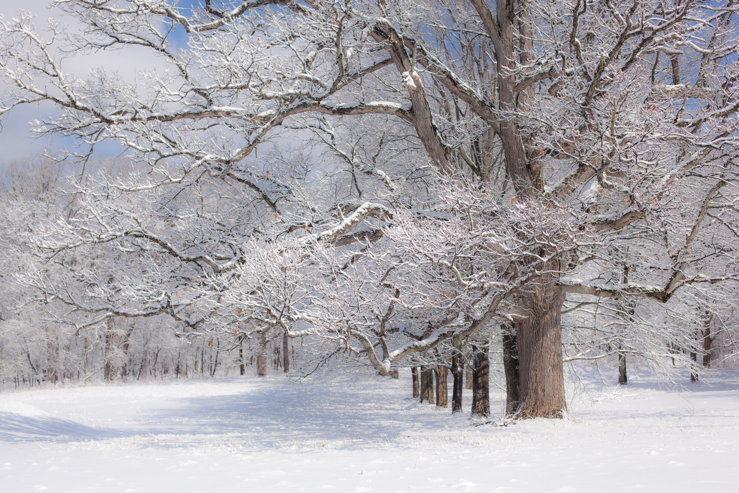 Snow White Trees - Time Stops Photography