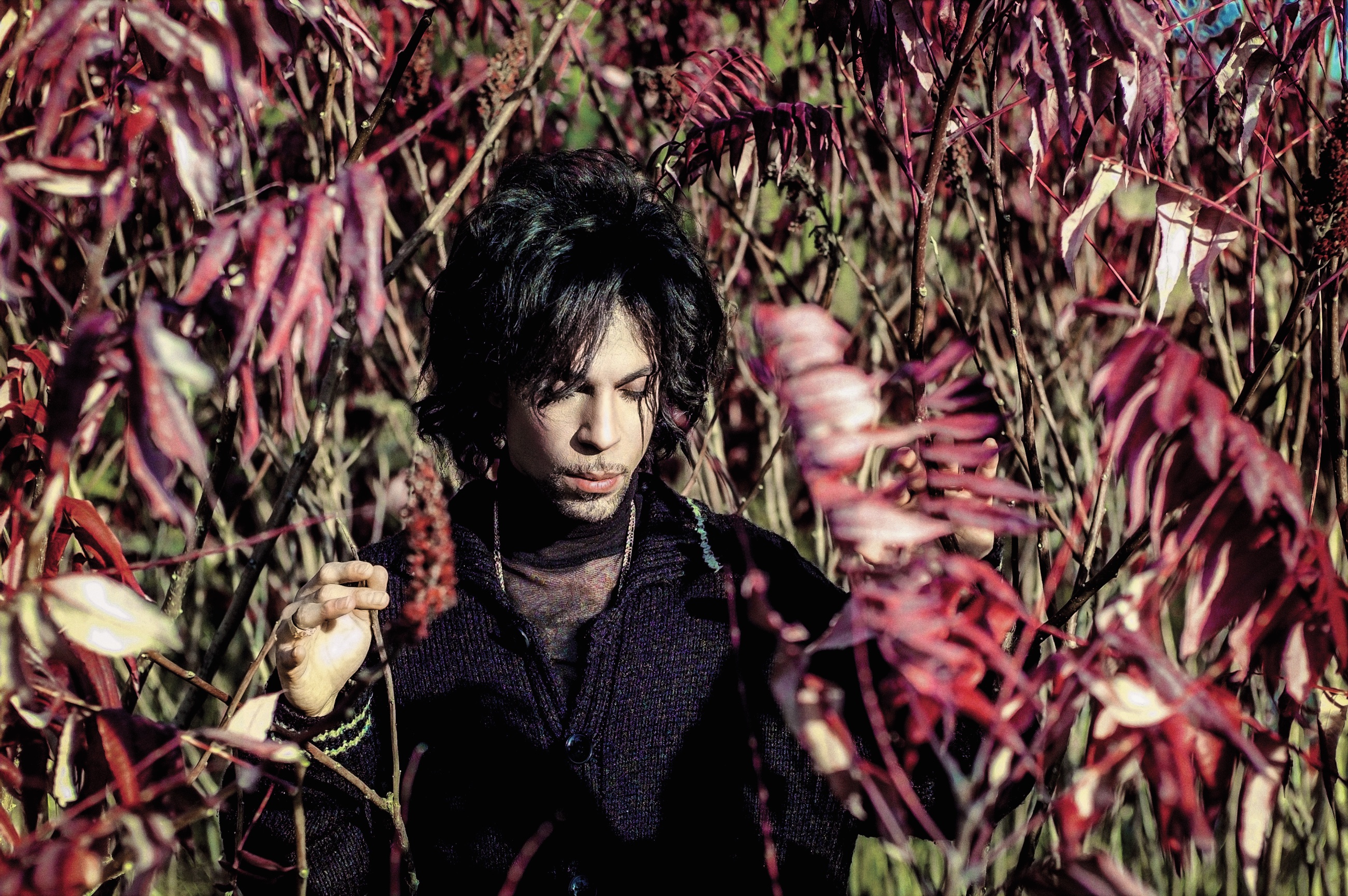 PRINCE IMAGES - imagecarnival