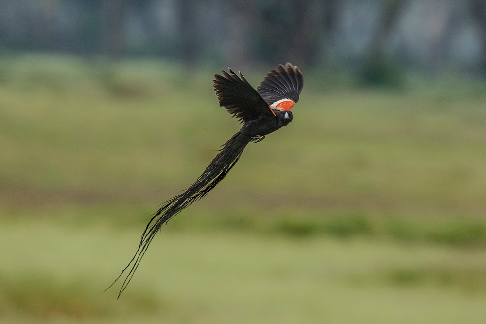 A unique bird - Jim Zuckerman photography & photo tours