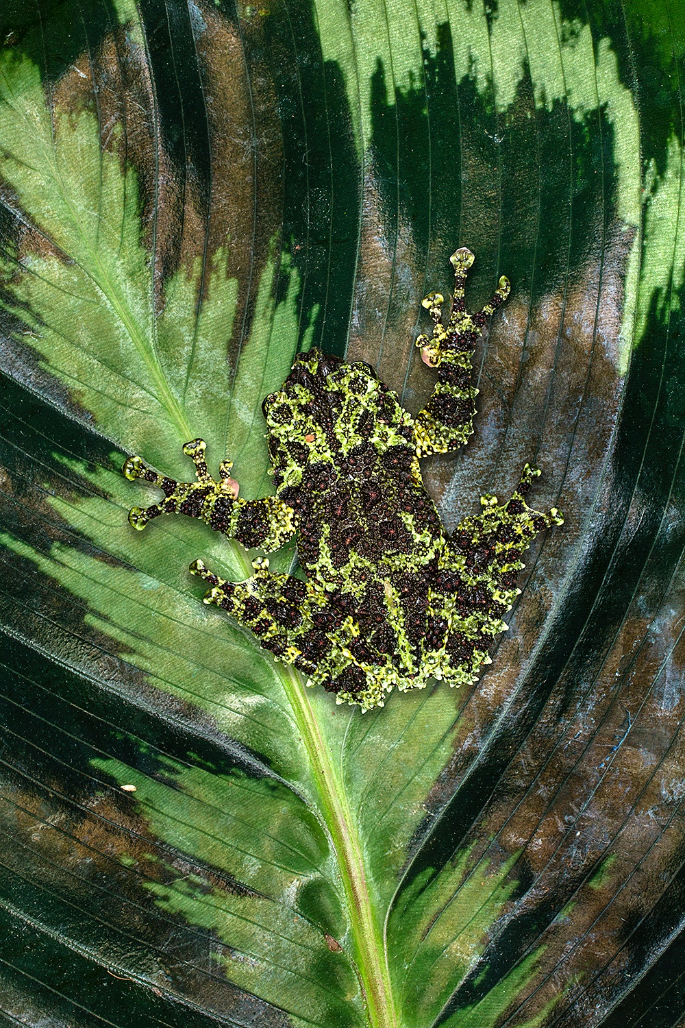 Dealing with patchy light - Jim Zuckerman photography & photo tours