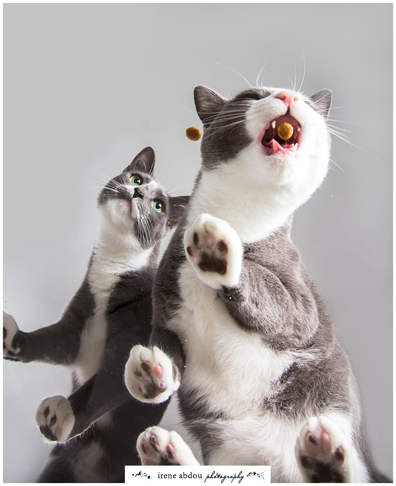 Quirky, Funny Cat Photography