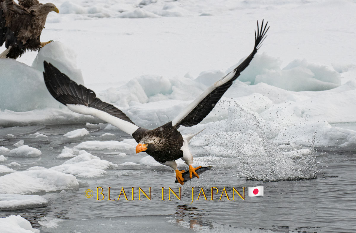 The Magnificent Raptors of Shiretoko National Park Japan - Blain ...