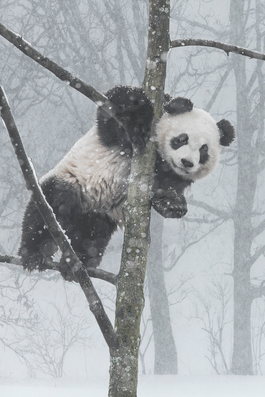 Panda in snow - Jim Zuckerman photography & photo tours