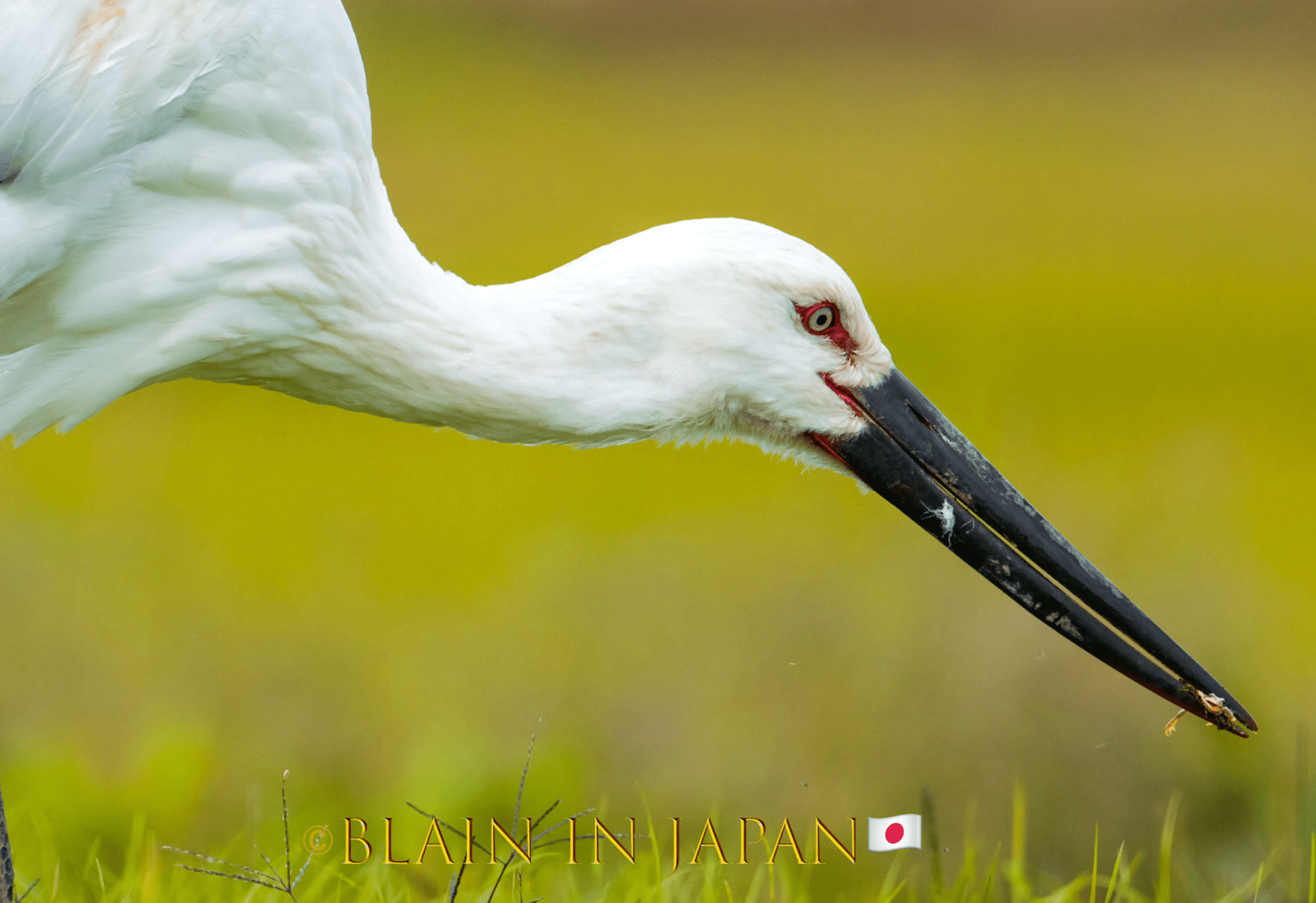 Oriental Stork Revival - Japan Private Photo Tour - JAPAN DREAMSCAPES
