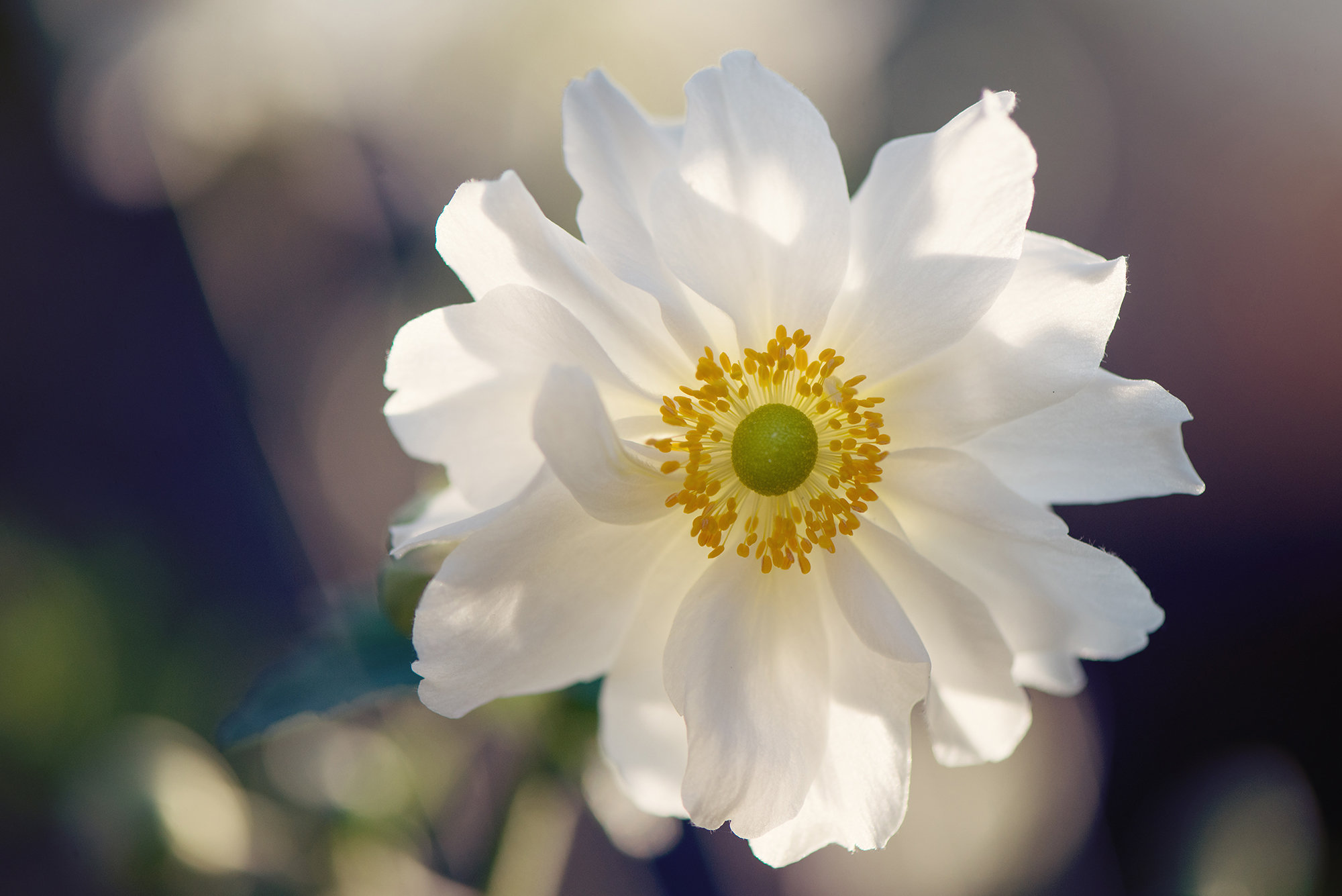 FLOWER GALLERY | Susan Phelps flower photography | Wokingham