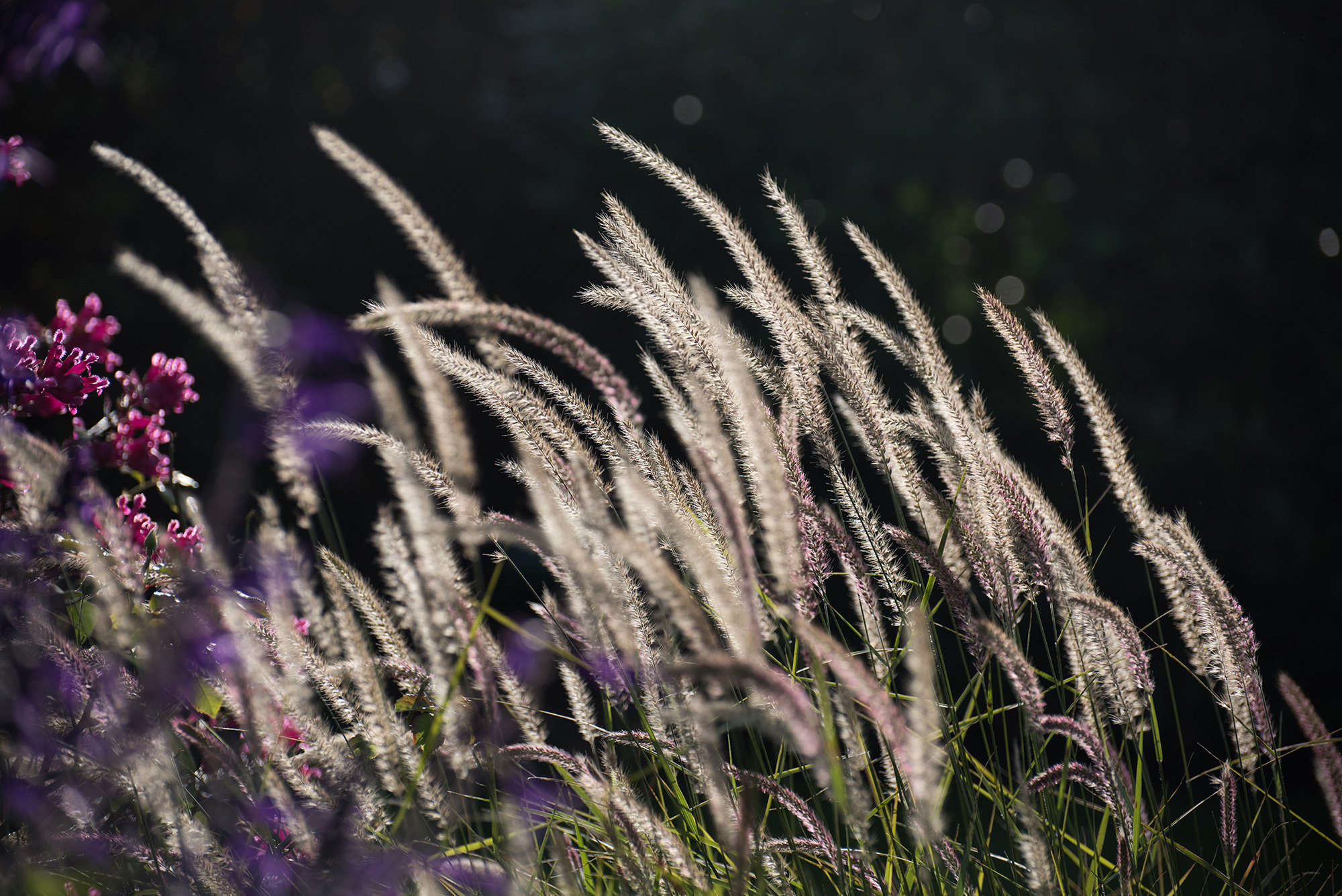 LEAVES & SEEDS | Susan Phelps Photography | WOKINGHAM