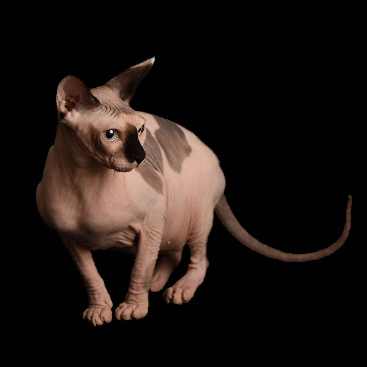 NEIMA - The Purr Without the Fur