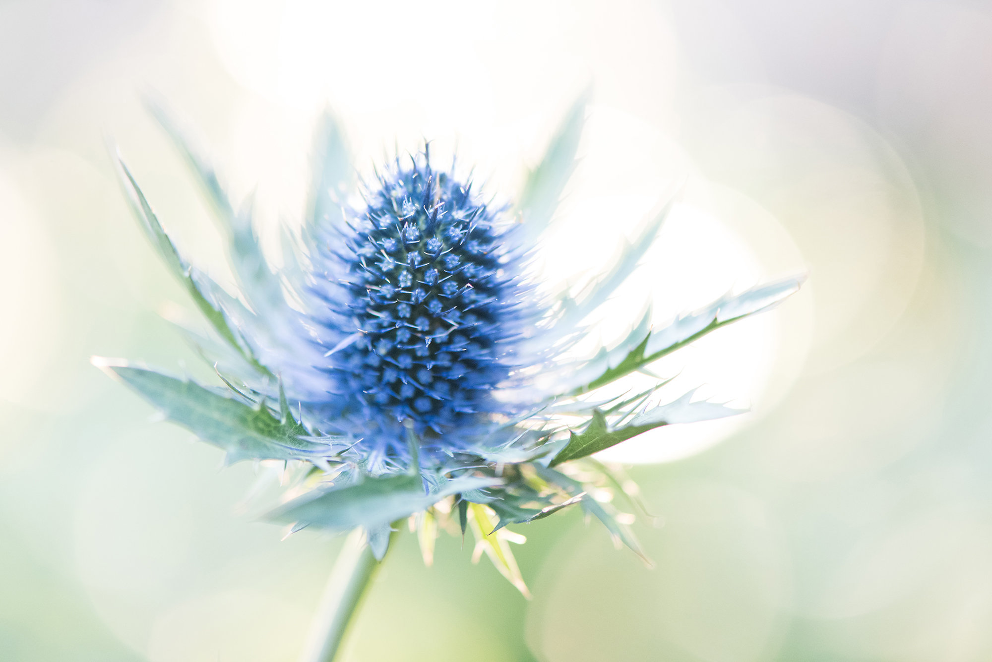 FLOWER GALLERY | Susan Phelps flower photography | Wokingham