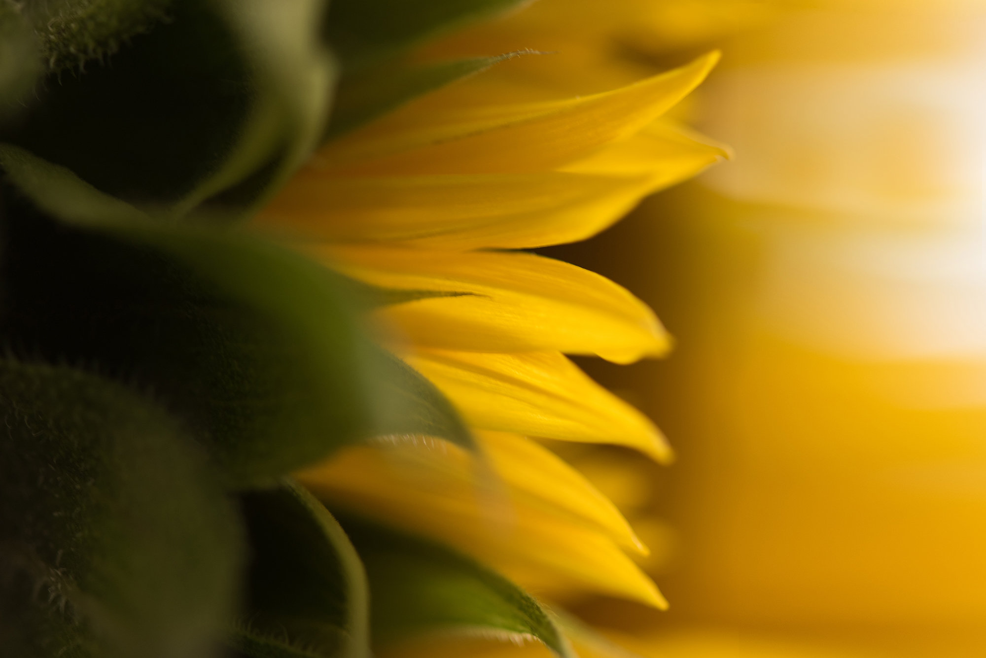 FLOWER GALLERY | Susan Phelps flower photography | Wokingham