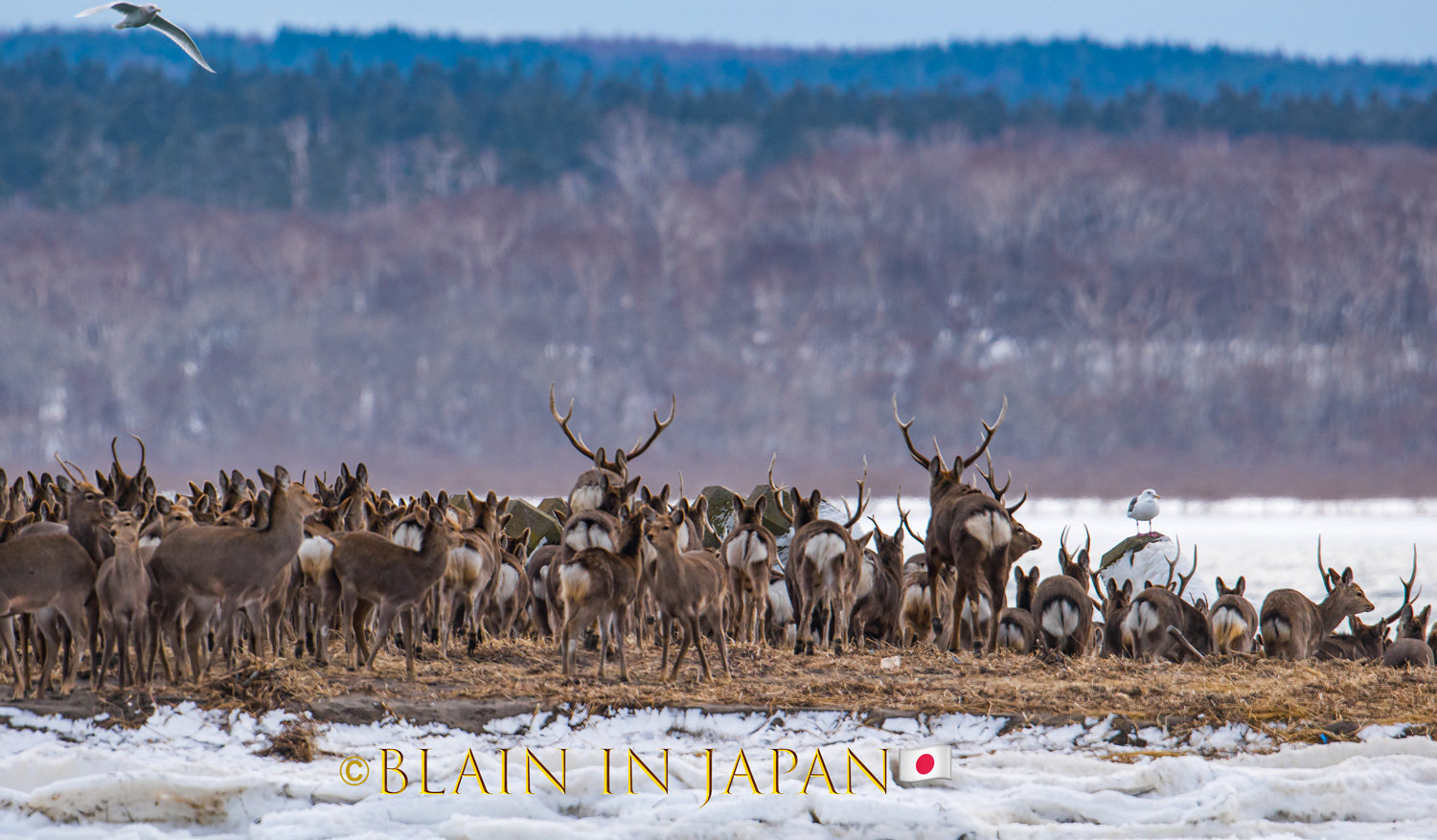 The Largest Herd of Ezo Sika Deer Ever Photographed - Blain Harasymiw ...