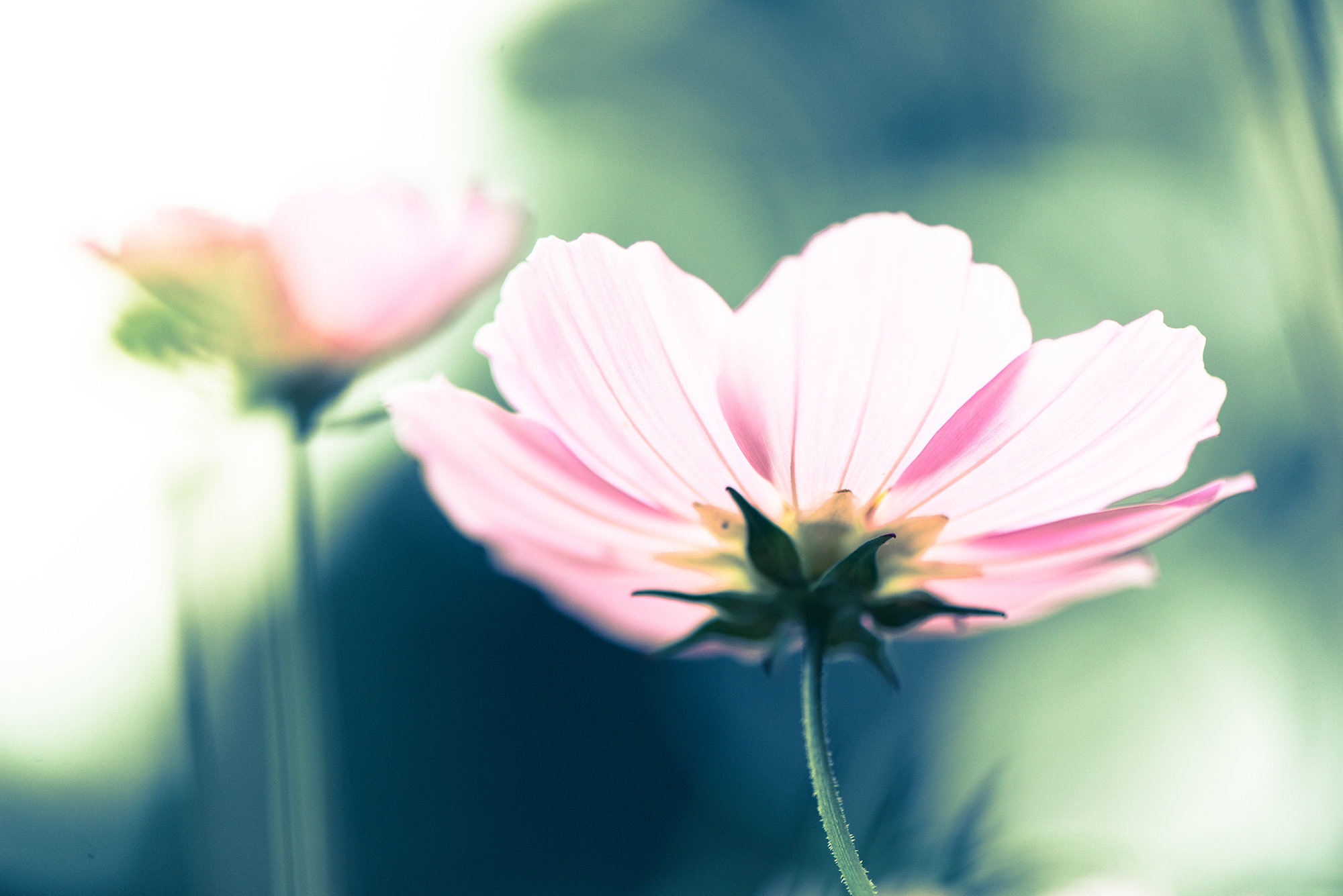 FLOWER GALLERY | Susan Phelps flower photography | Wokingham