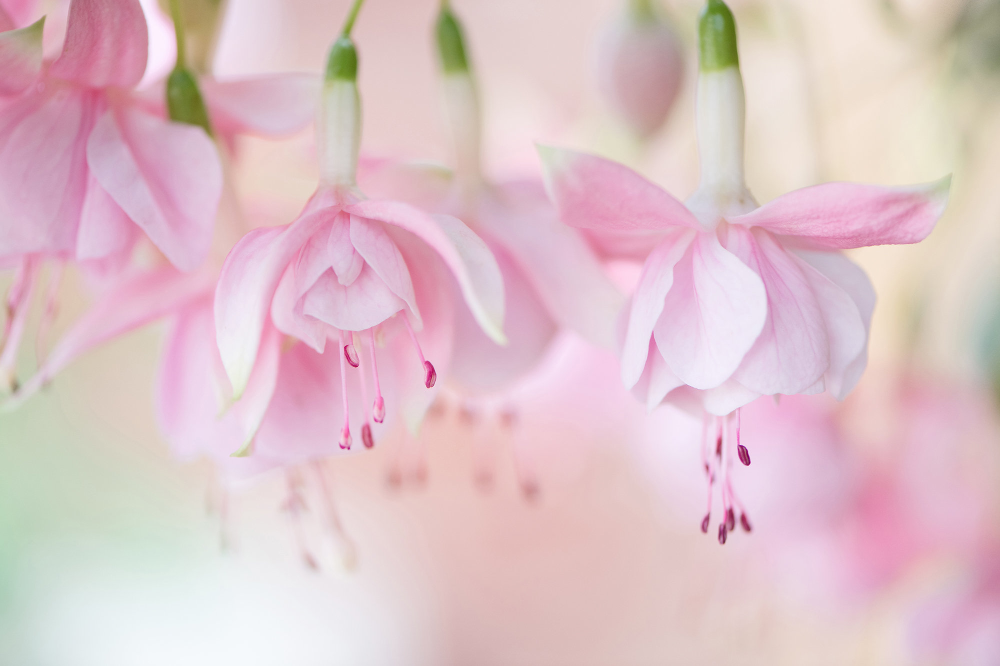 FLOWER GALLERY | Susan Phelps flower photography | Wokingham