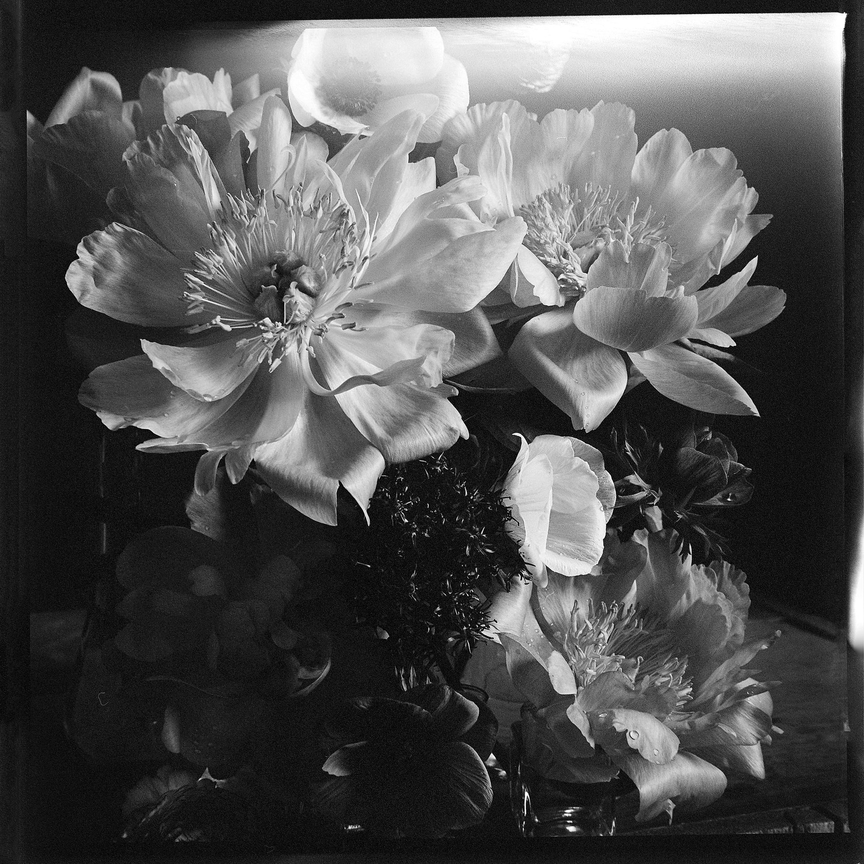 Still Life :: B&W Blossoms on Film - Alexis McKeown