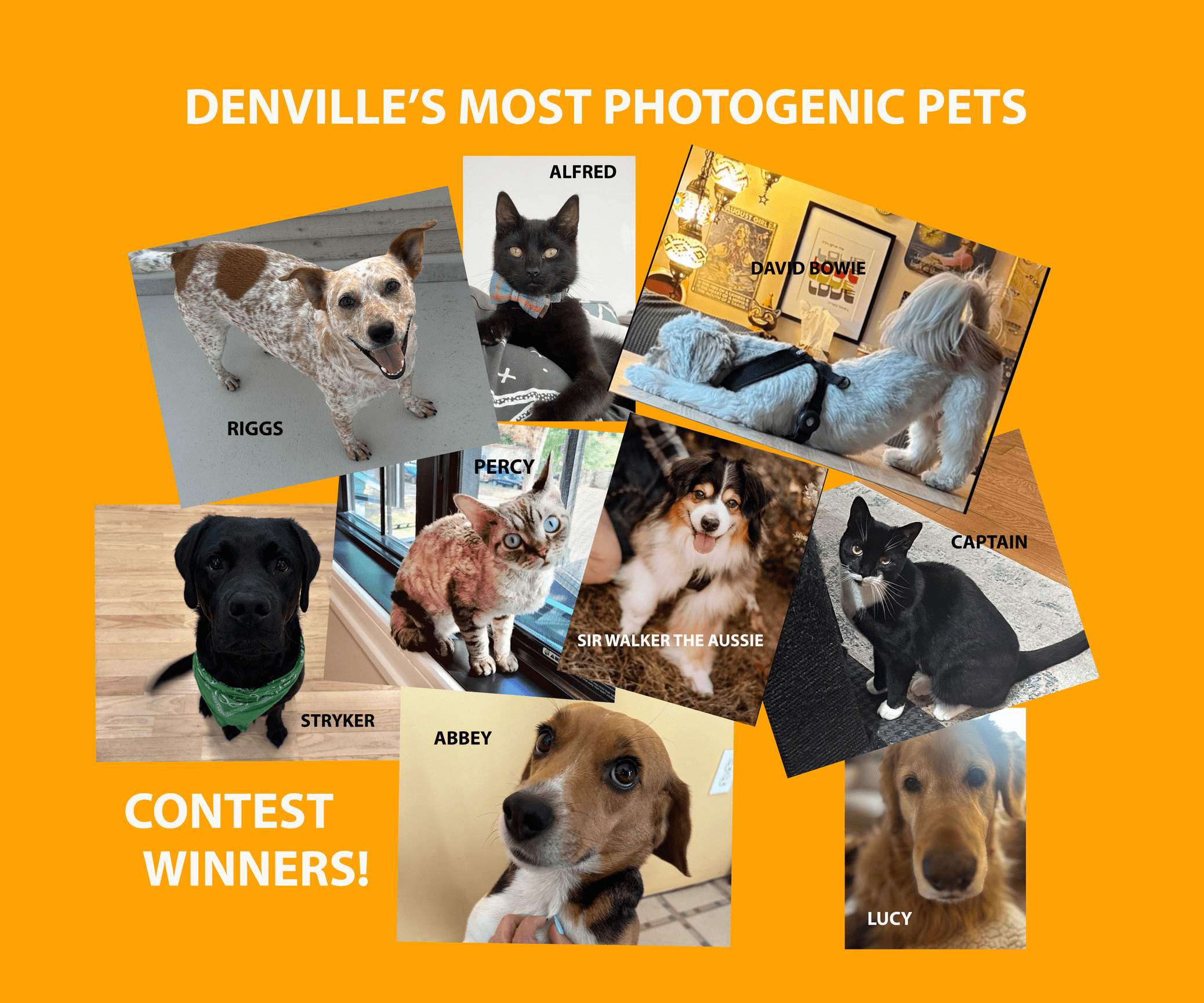 Most Photogenic Pets - ENCHANTED STORYBOOKS