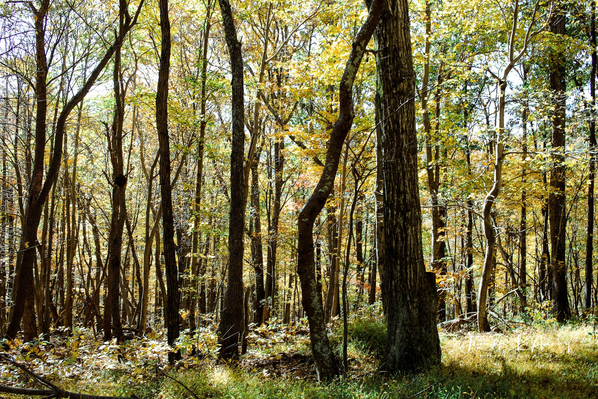 PORTFOLIO - Jennifer L Adamy Photography