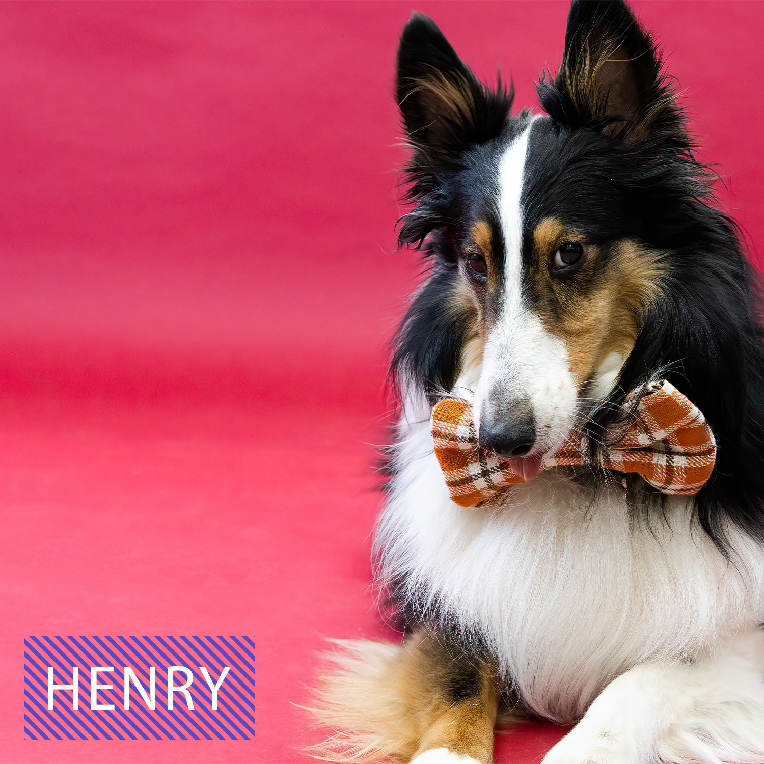 2023 POOCH RESULTS - Heidi Matson Photography
