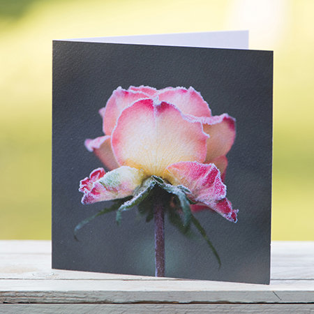 STORE | Susan Phelps Photography | Wokingham