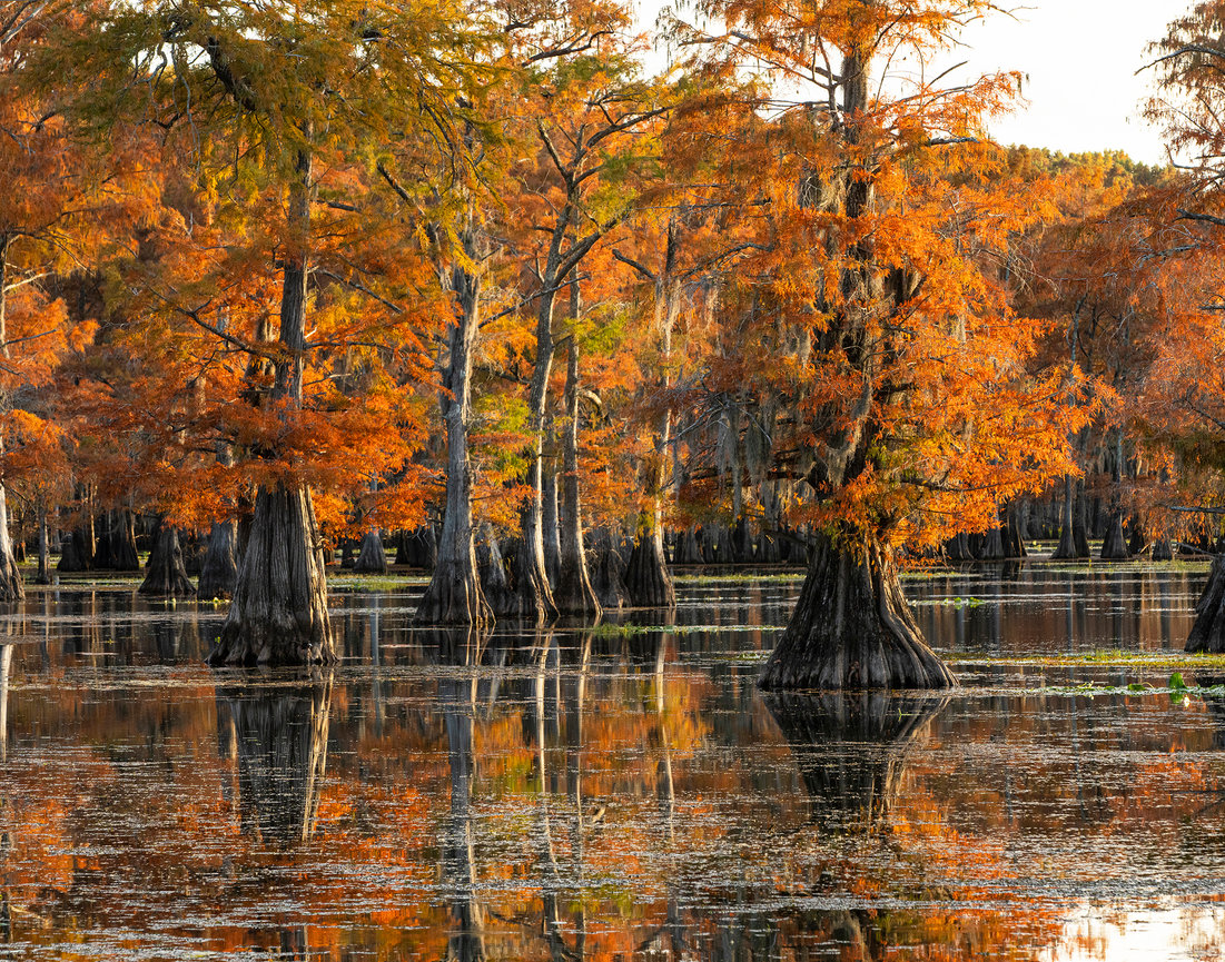 Caddo Lake, TX Fall - Nature Exposed Tours