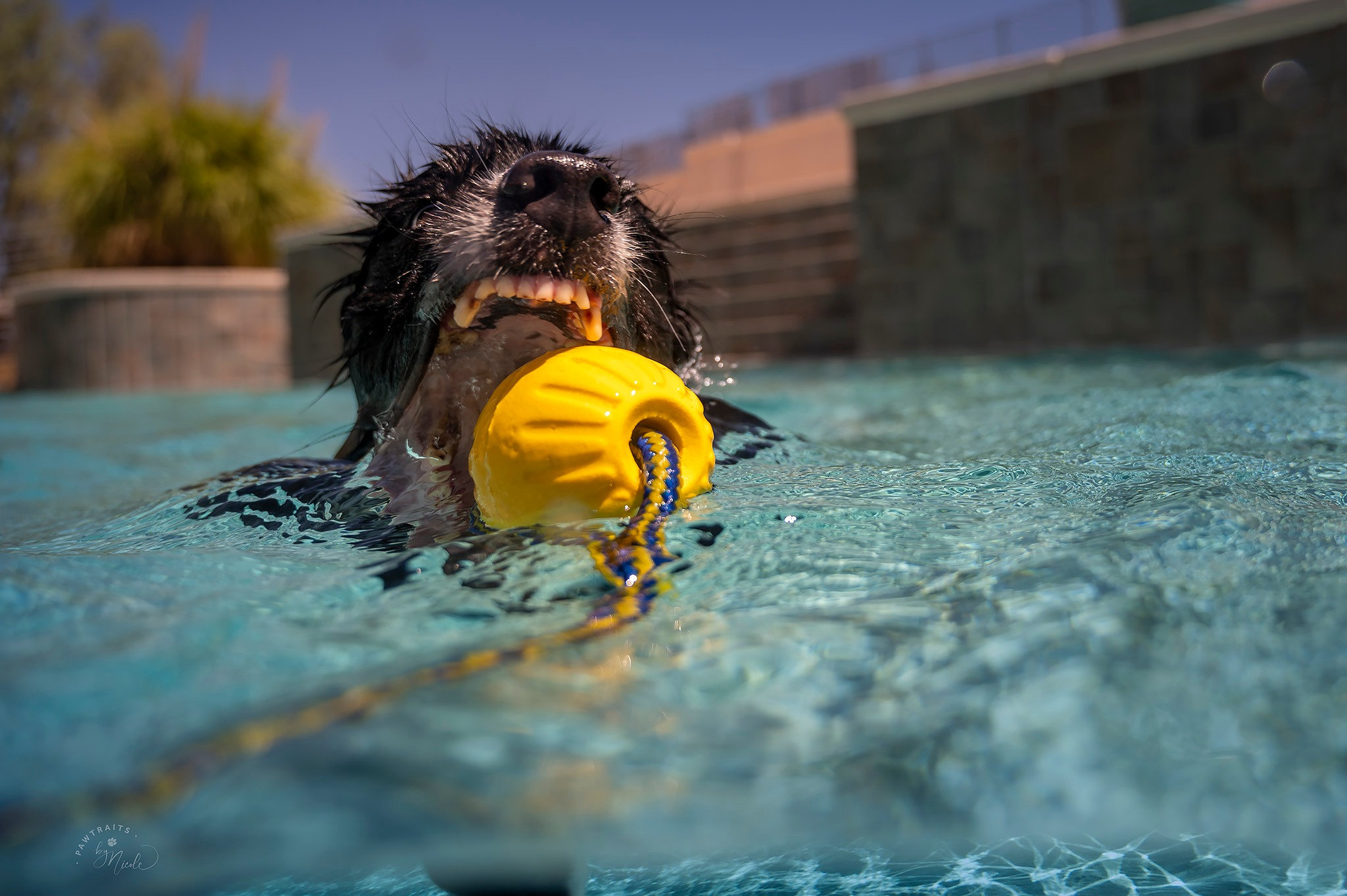 Pool Photo Sessions