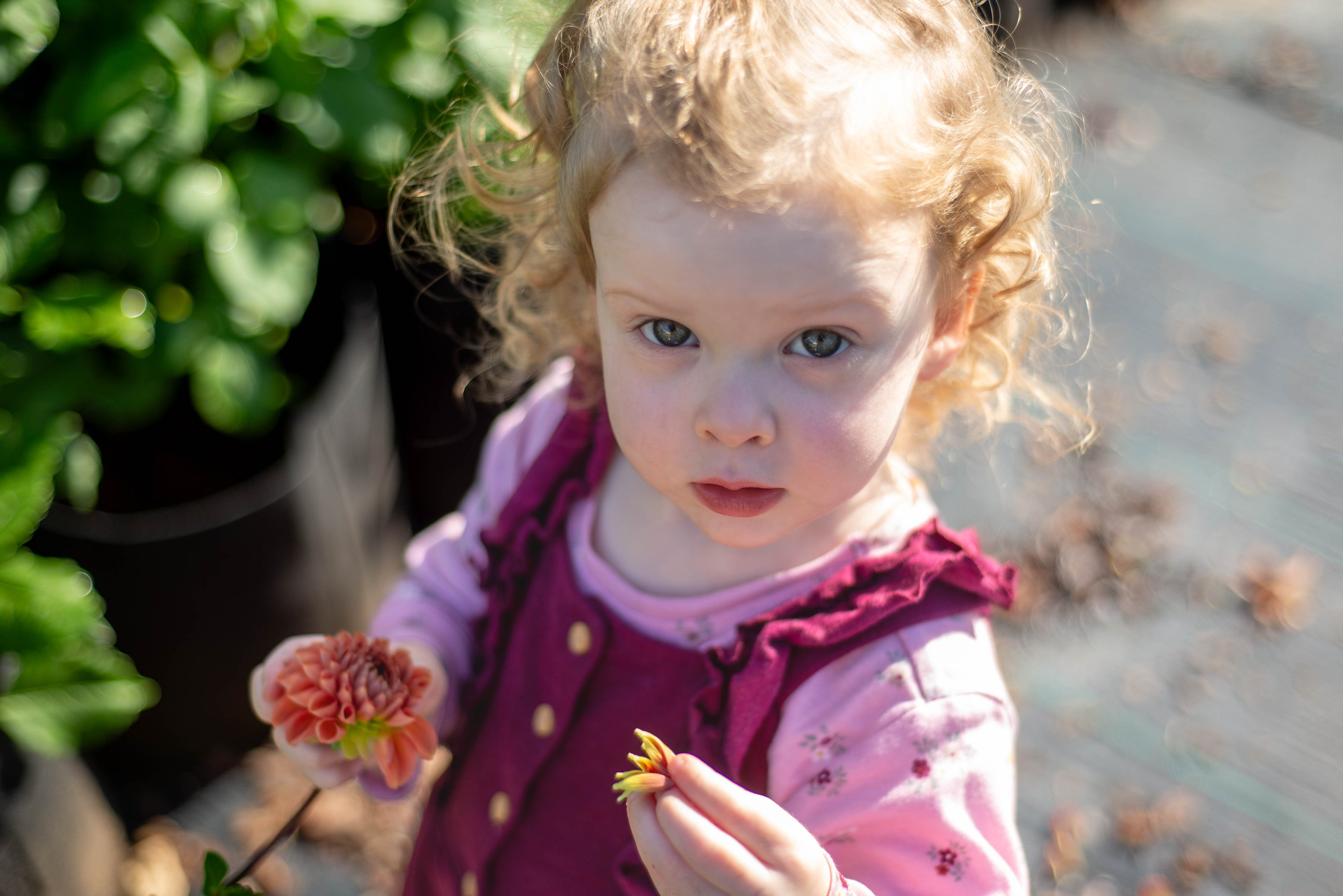 Wild Goose Flower Farm - Gallery by Laura Photography