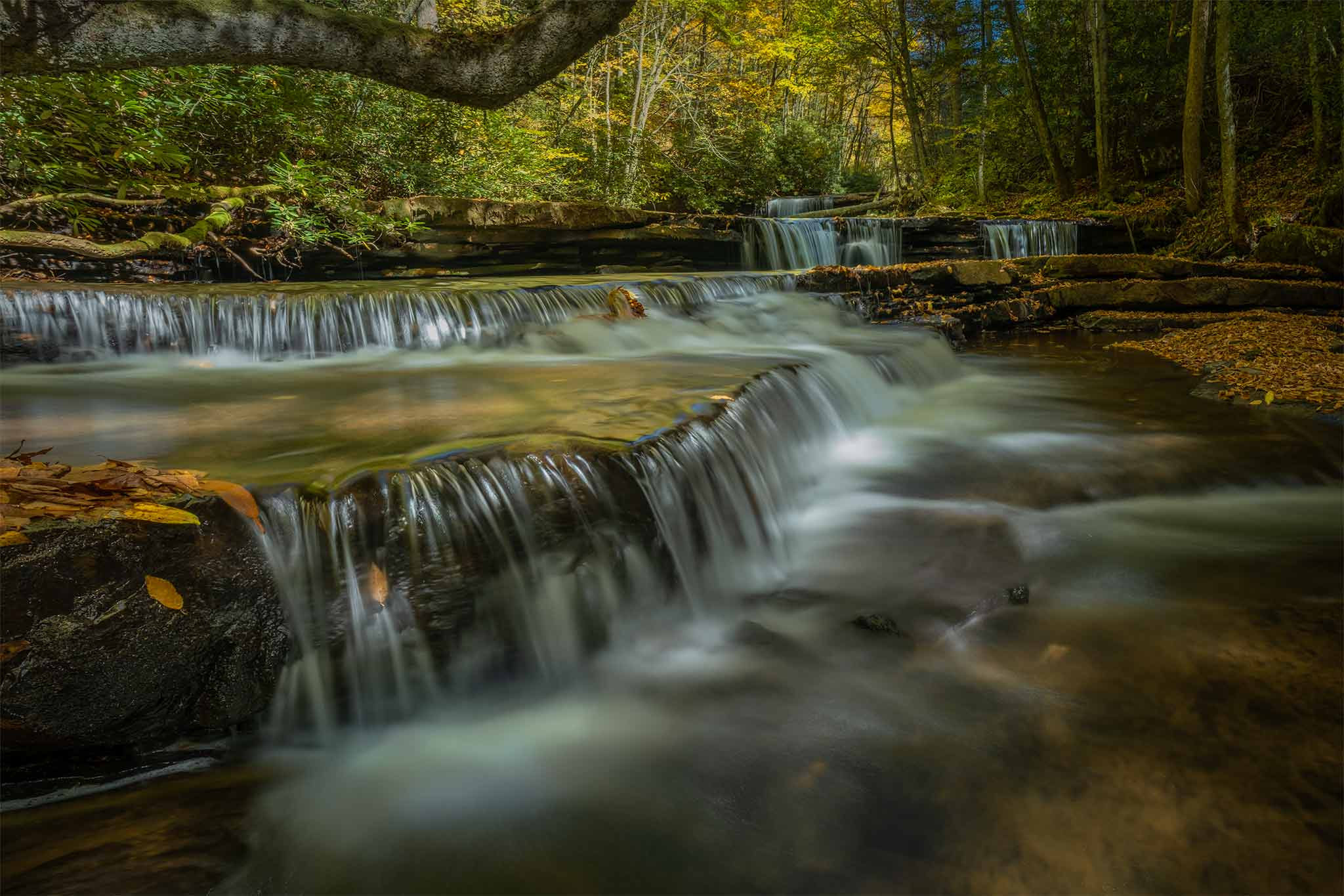 Under the Canopy - Rob Strain Fine Art Photography & Workshops