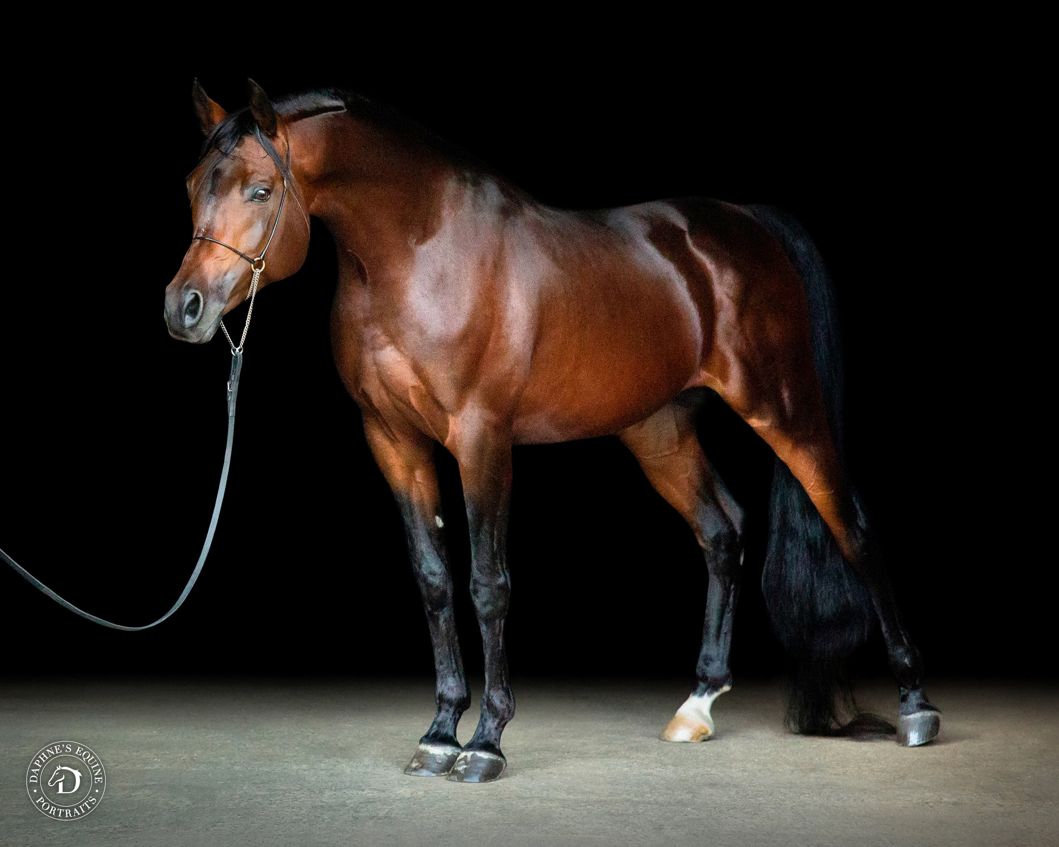 David Cooprider - Ascada Arabians Equine Excellence - Daphne's Equine ...