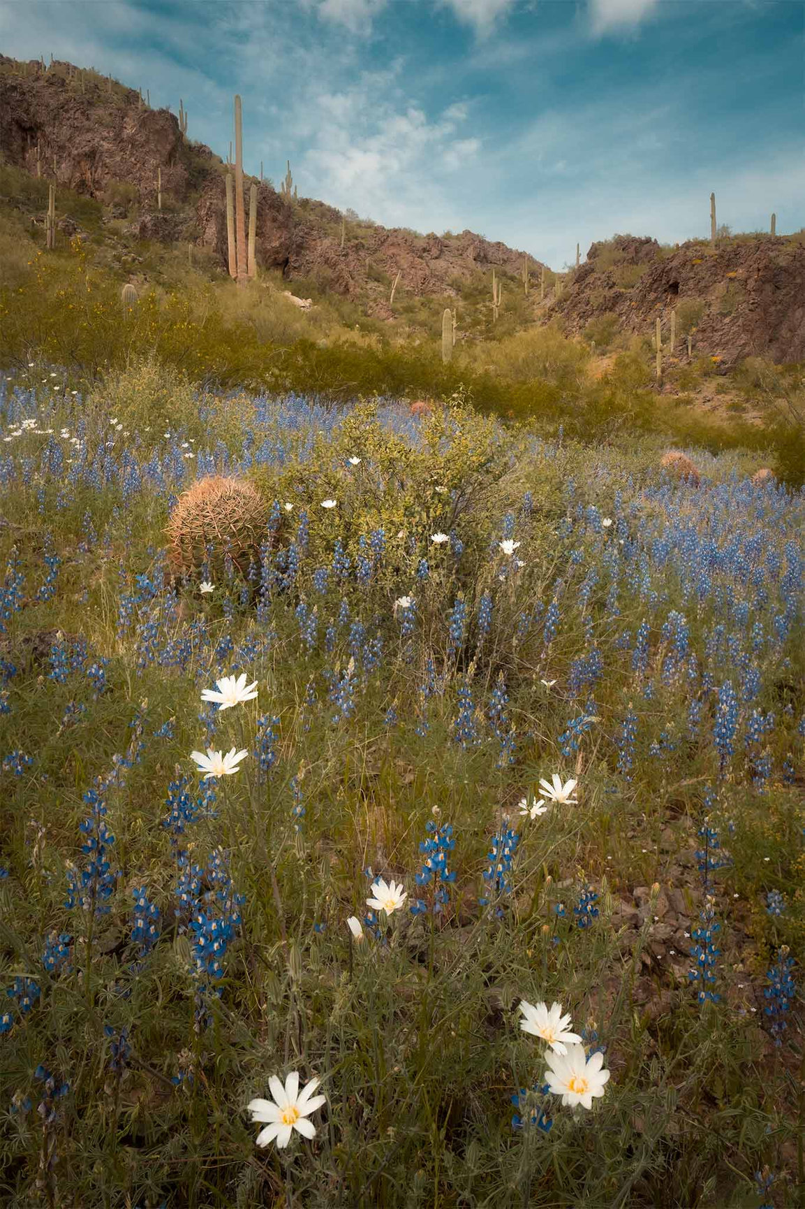 Desert Chicory & Lupine - Rob Strain Fine Art Photography & Workshops