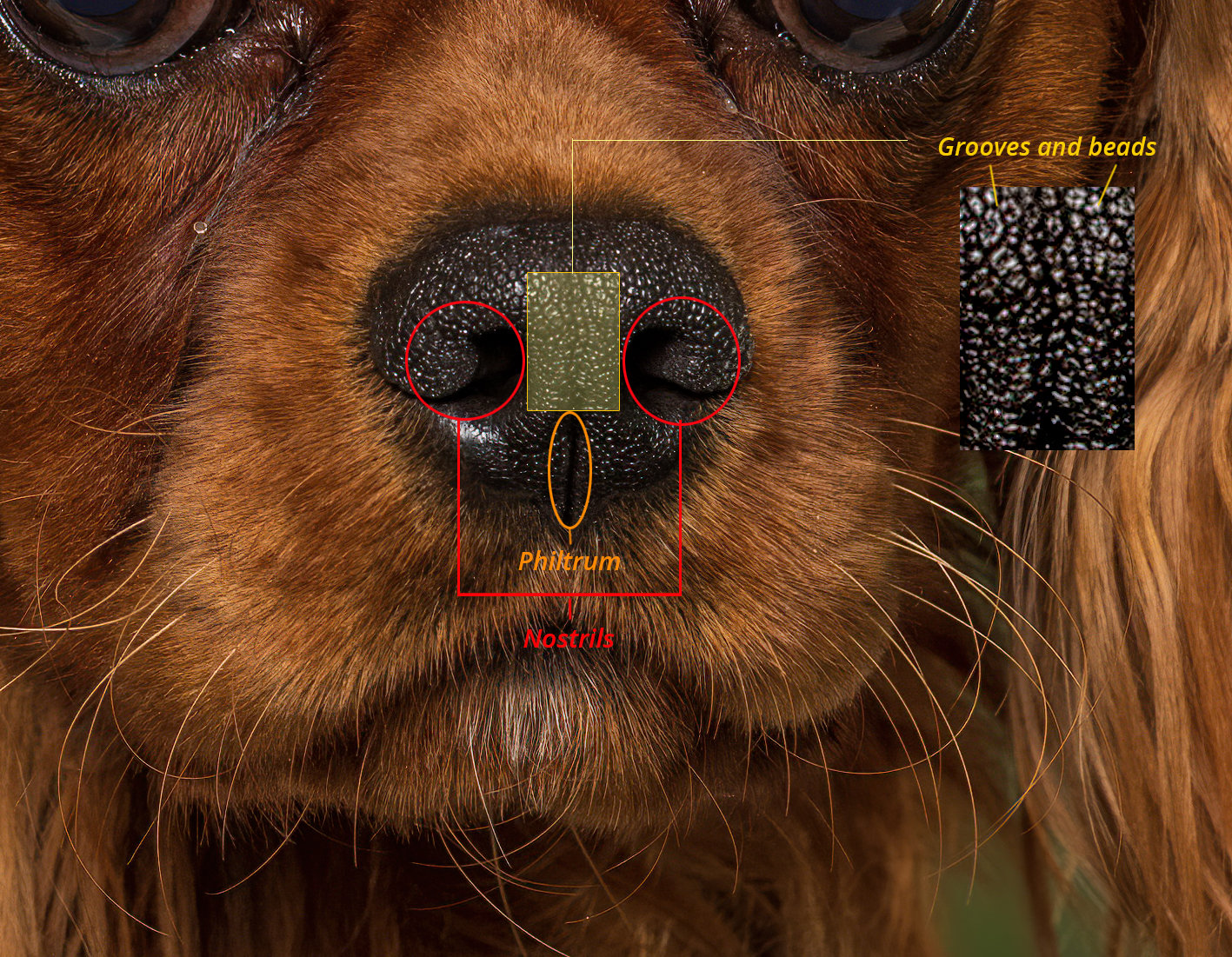 Are Dog Noses Really Unique? | The PAWtographers - Florida’s Premier ...