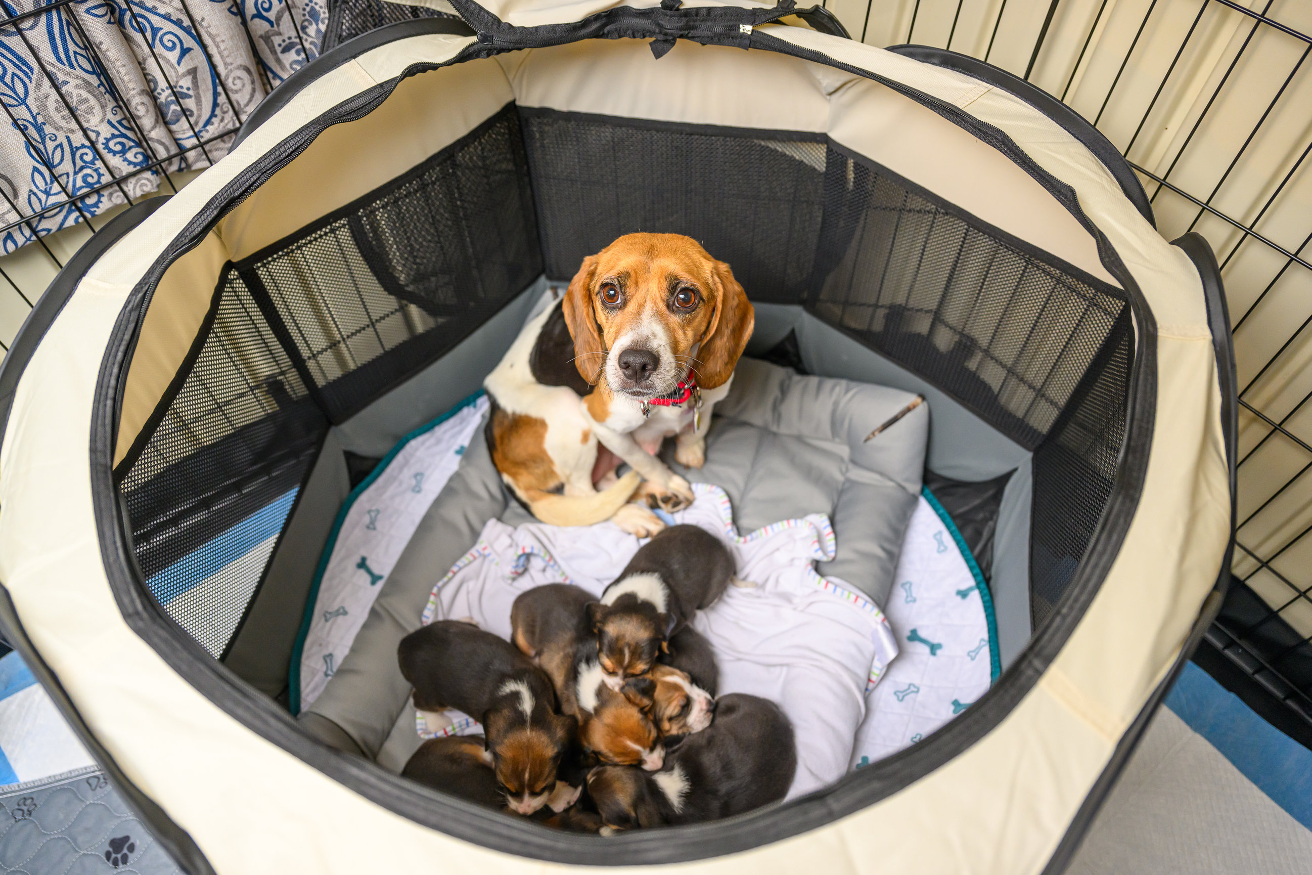 Beagle Freedom Project | Nighttime Photoshoot of Rescued Beagles' First ...