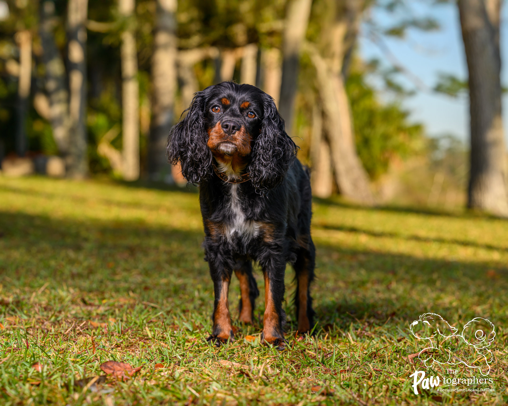 Adoptable Spotlight: Elsa - The PAWtographers