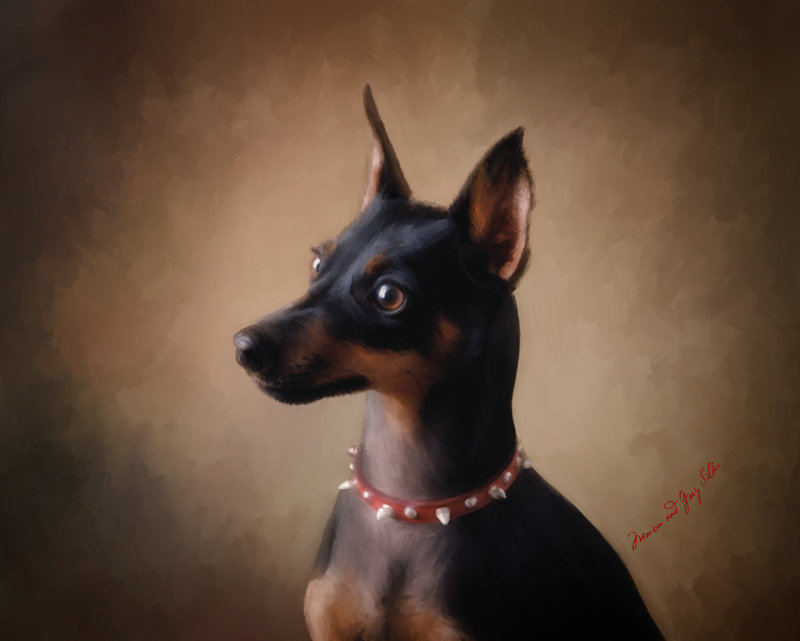 FINE PET PORTRAITS - Marion and Silber Fine Portraiture