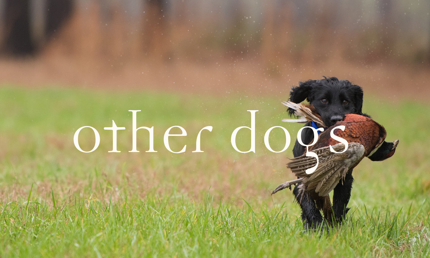 Gundogs - Chris Mathan Sporting Dog & Outdoor images
